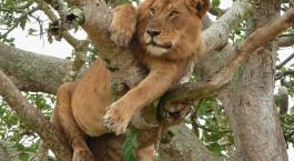 Budongo Forest Safari & Uganda Trip | Enchanting Travels