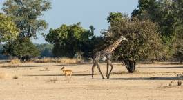 Petauke Trips & Custom Zambia Tours | Enchanting Travels