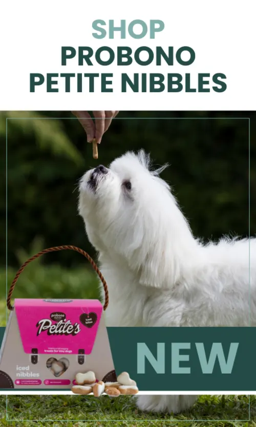 Shop Premium Dog Treats Online | ePETstore