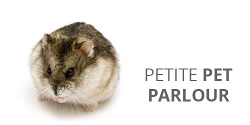 ePetStore | South Africa’s coolest online pet store