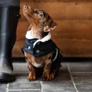 ePetStore | South Africa’s coolest online pet store
