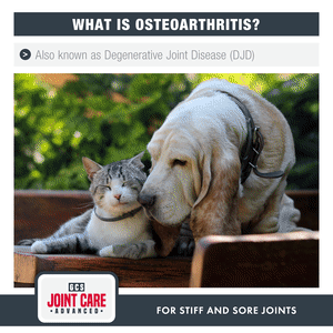Buy GCS Joint Care Advanced Powder For Dogs Online | ePETstore