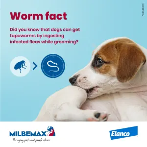 Milbemax Chewable Deworming Tablets for Dogs over 5kg | ePETstore