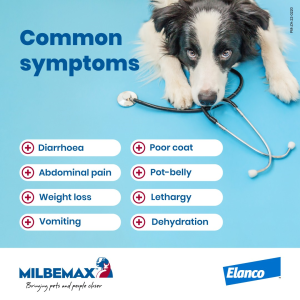 Milbemax Chewable Deworming Tablets for Dogs over 5kg | ePETstore