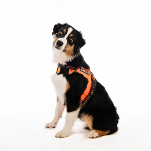 Triangle Walking Dog Harness | ePETstore