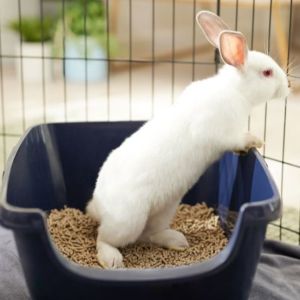 Eco-Straw Litter For Small Pets | ePETstore