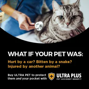 Buy Ultra Pet Adult Cat Food Online | ePETstore