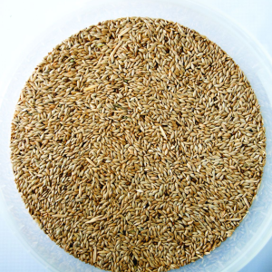 Westermans Bird Seed Canary Plain Mix | ePETstore.co.za