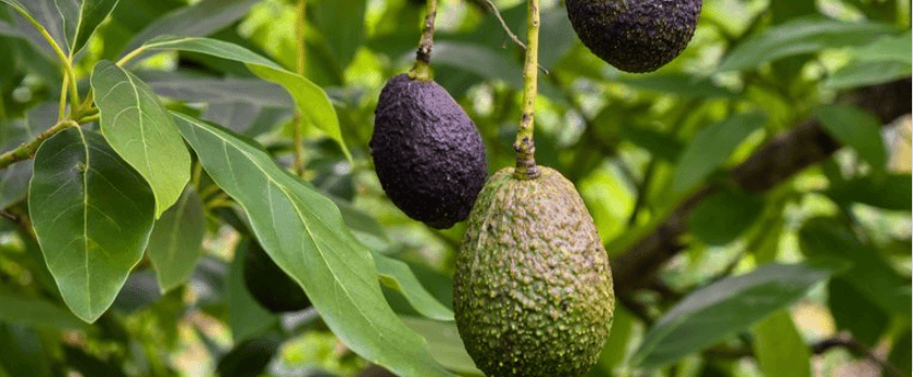 How To Grow Your Own Avocado How To Grow Your Own Avocado