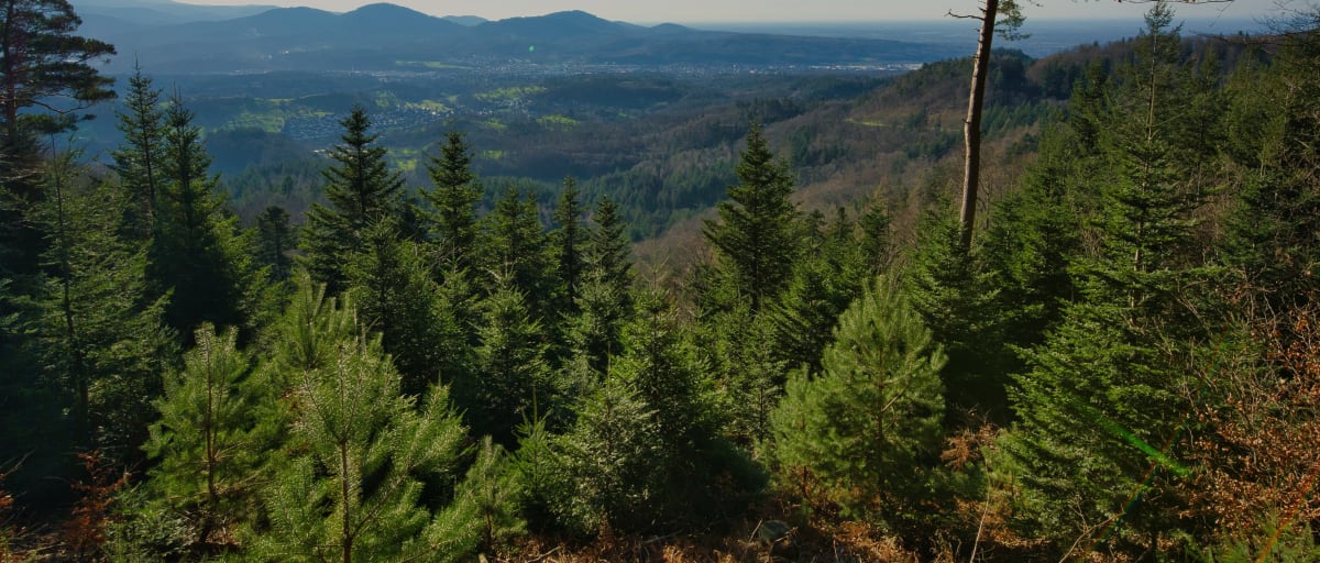 Vacaciones en el bosque y parques forestales