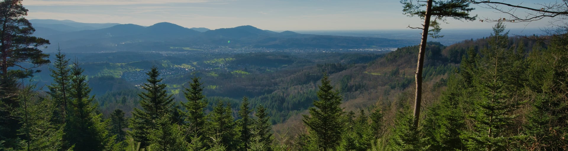 Vacaciones en el bosque y parques forestales