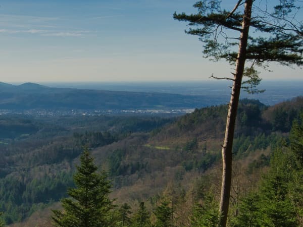Camping in the Black Forest