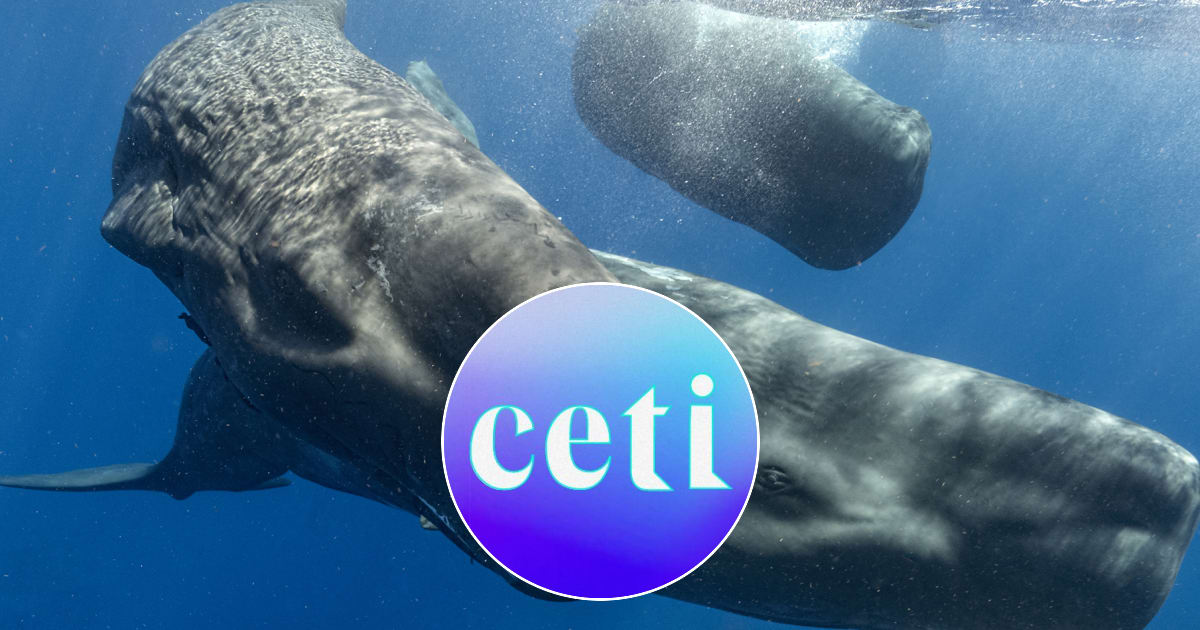 Project CETI | Every.org