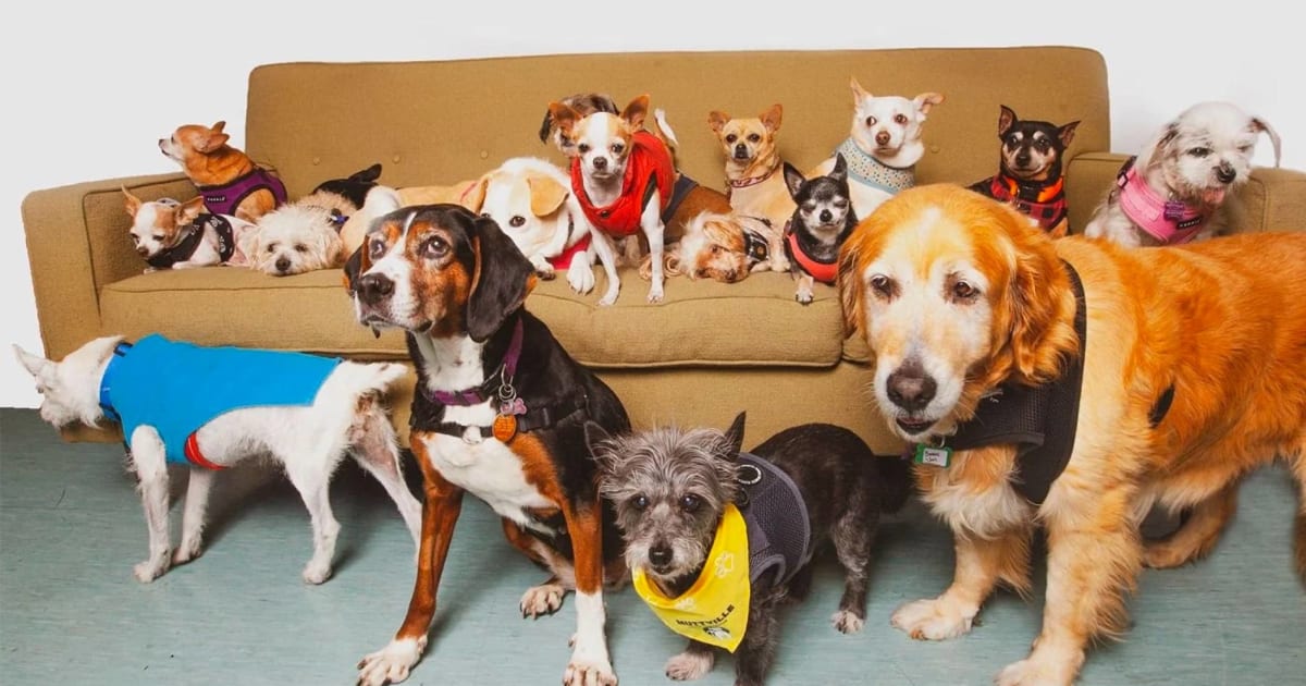 Help Senior Dogs Find Loving Homes - In Memory of Kris Grein | Every.org