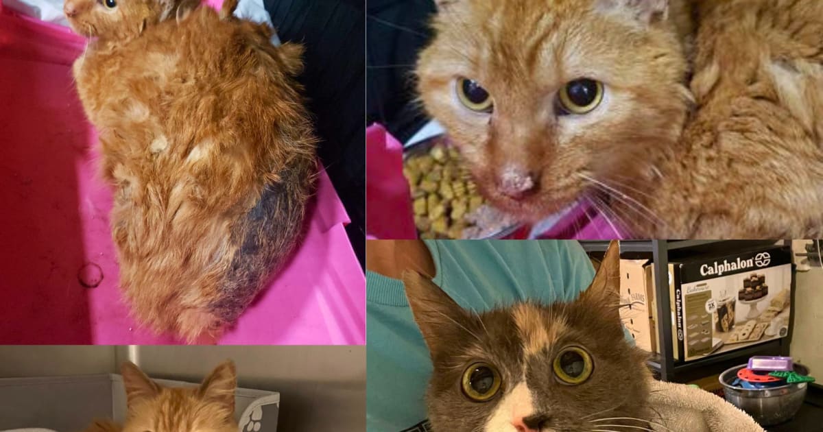 Rescuing Cats in Crisis: Giving Them a New Lease on Life! | Every.org