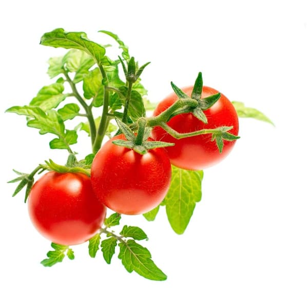 Click and Grow Mini tomater, 3-pak | SGR5X3