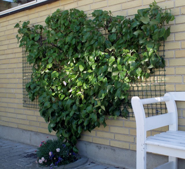 Expo-Net hagegjerde, 1 m x 25 m | 5550066-100