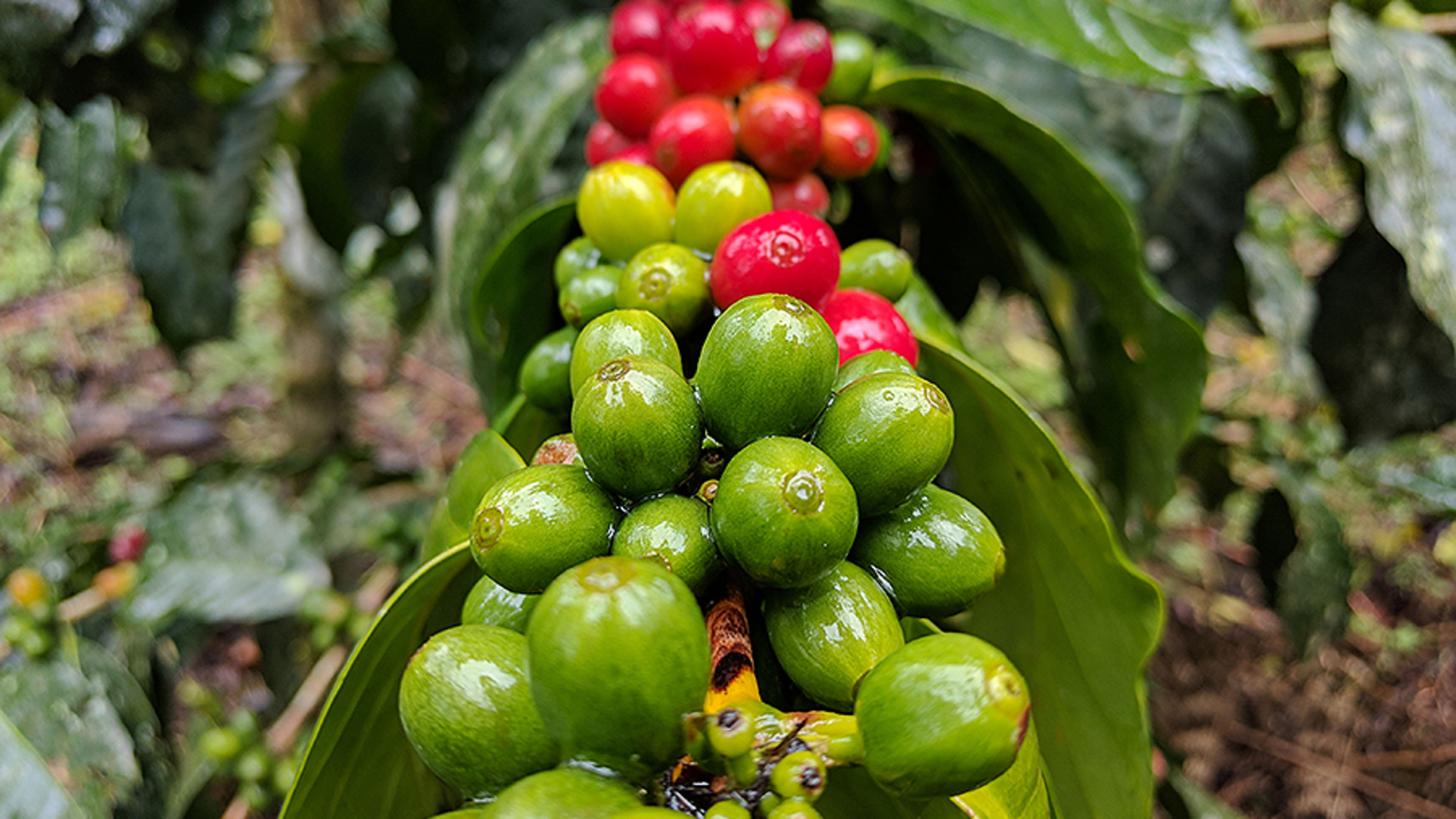 How a college mission trip inspired a coffee business