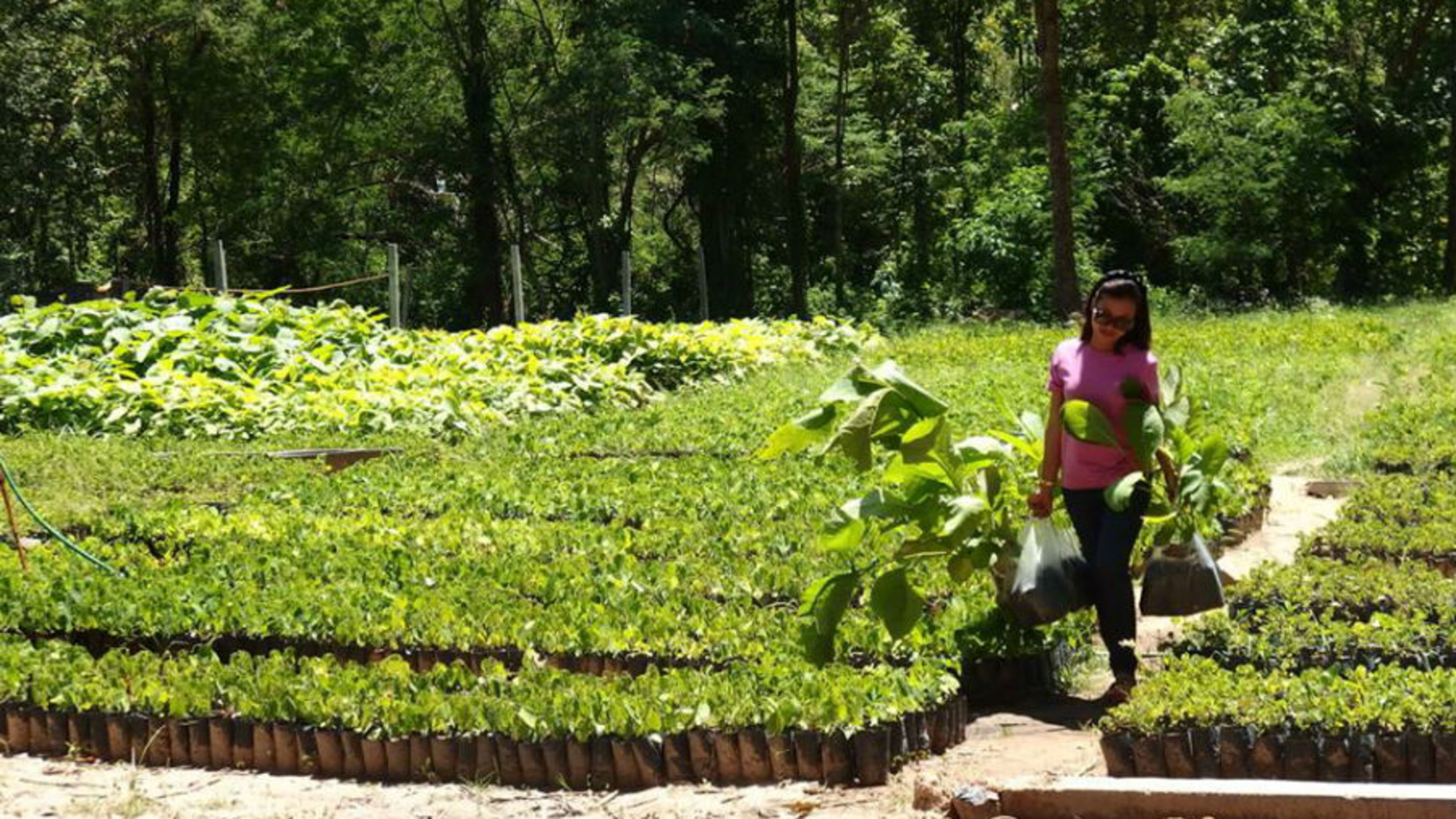 How Pope Francis inspired a Thailand parish to plant 800 trees