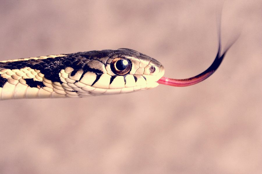 Holy Snakes! The Assumption's strange, stunning miracle