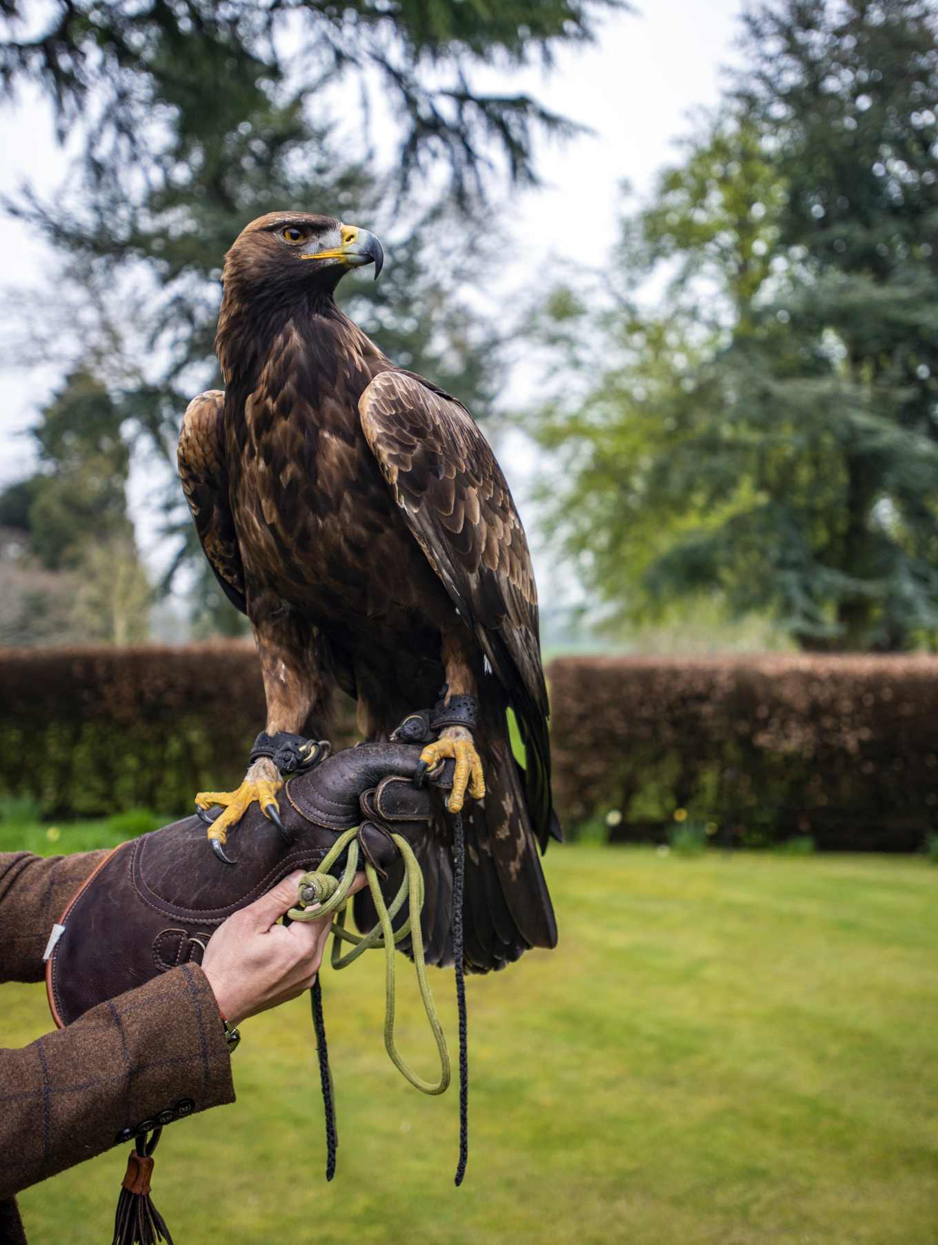 Experience The Scottish Tradition of Falconry in St. Andrews, Scotland