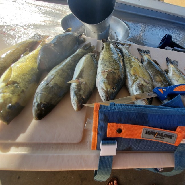 Expert review of Havalon Knives Talon Fish | ExpertVoice