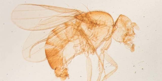 14 Best Tempe, AZ Pest Control Services | Expertise.com