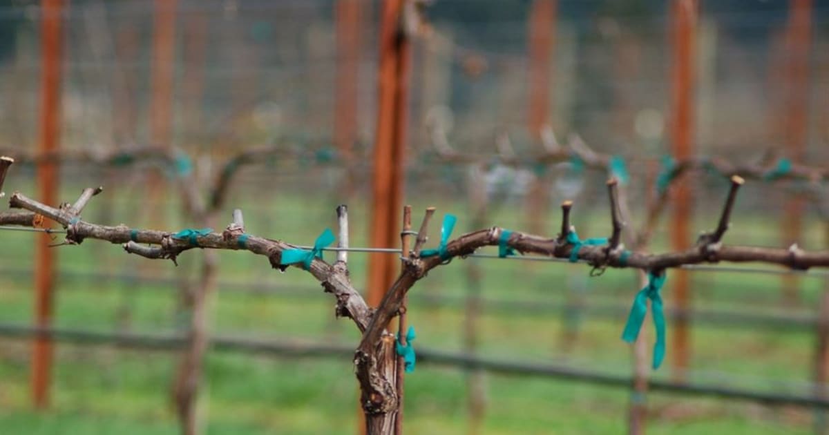 Piquets de vigne | expometals