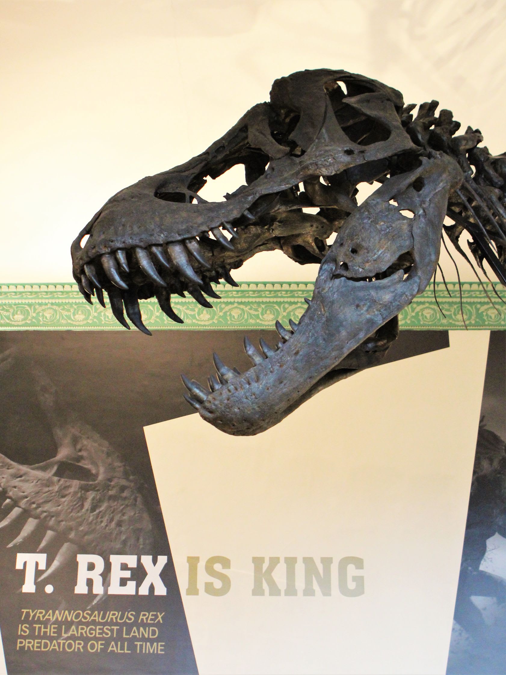 Titus: T-Rex is King at Halloween