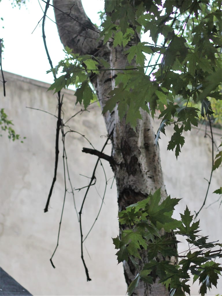 The Tree, Leicester ⋆ Laura Hadland: The Extreme Housewife ⋆ Pizza ...