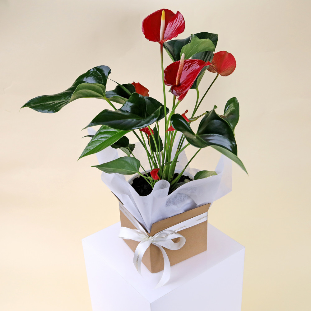 Anthurium Delight Gift Box