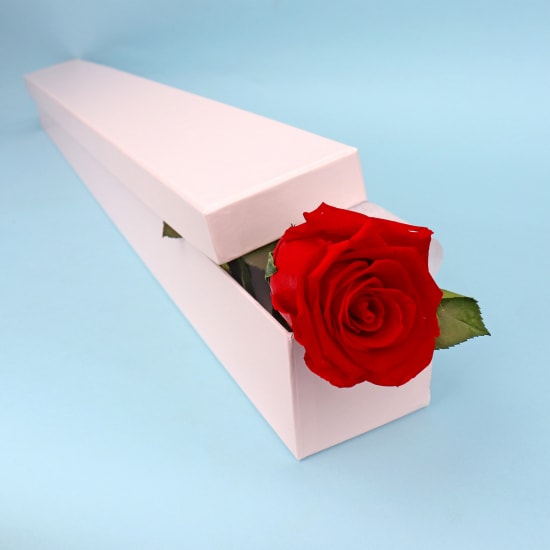 Preserved Red Rose Stem