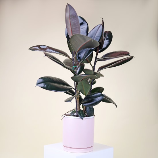 Pretty In Pink Ficus
