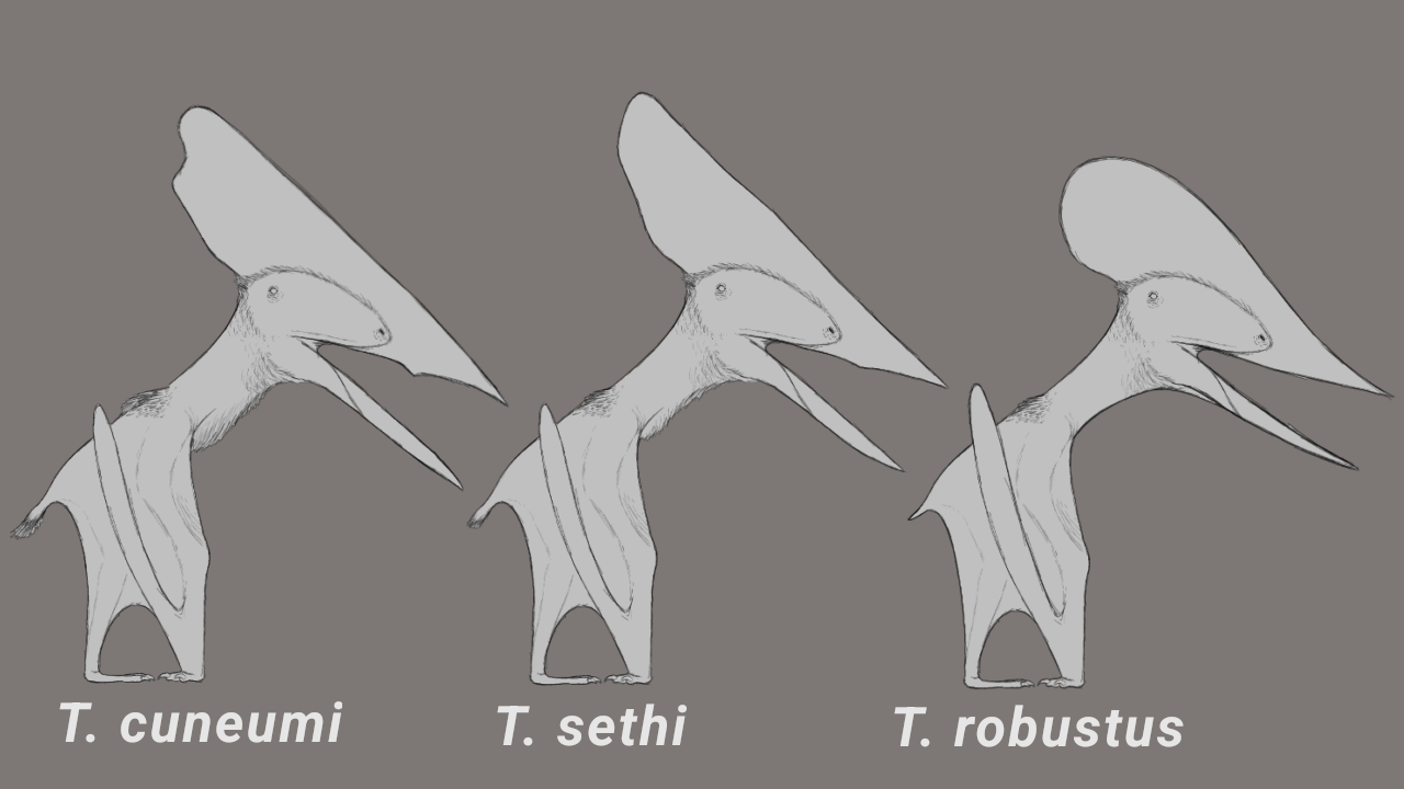 Thalassodromeus TLC ideas and references - Path of Titans
