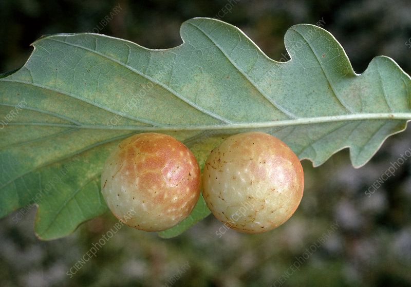 Oak Galls as source of ink (e.g. for printing recipe) - Timberborn ...