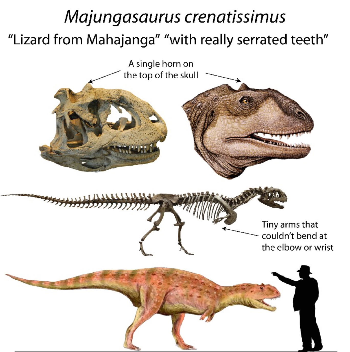 New unique carnivore suggestion. Majungasaurus - Path of Titans