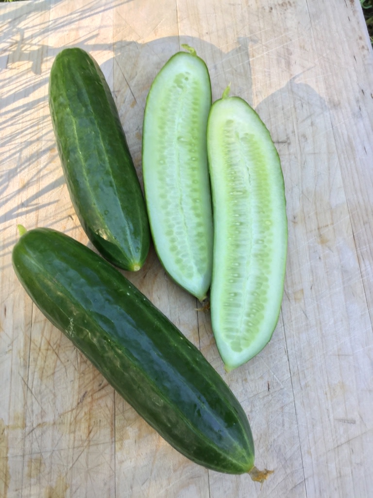 Mandy Beit Alpha Cucumber - Fedco Seeds