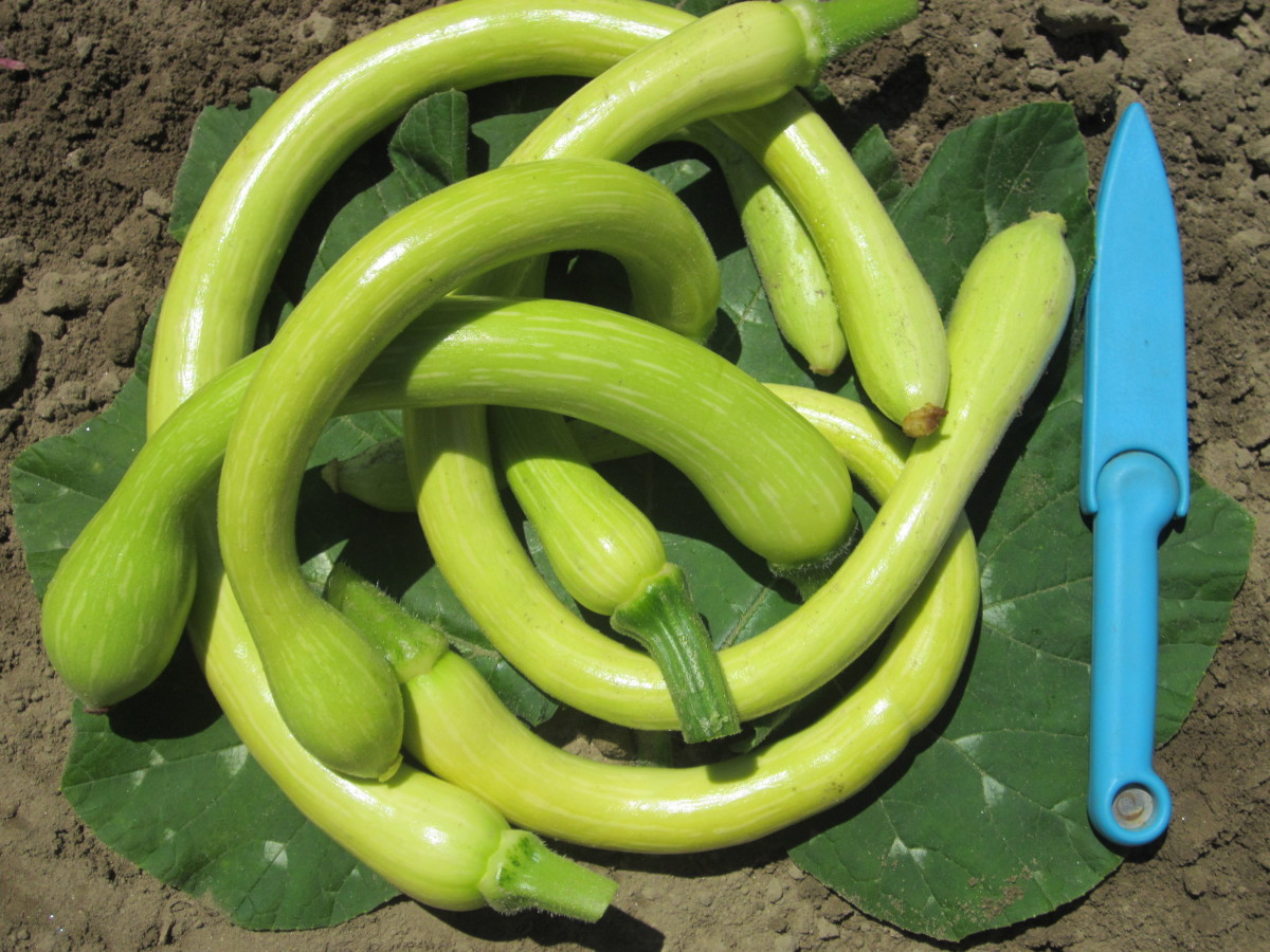 Tromboncino Zucchini Rampicante - Fedco Seeds