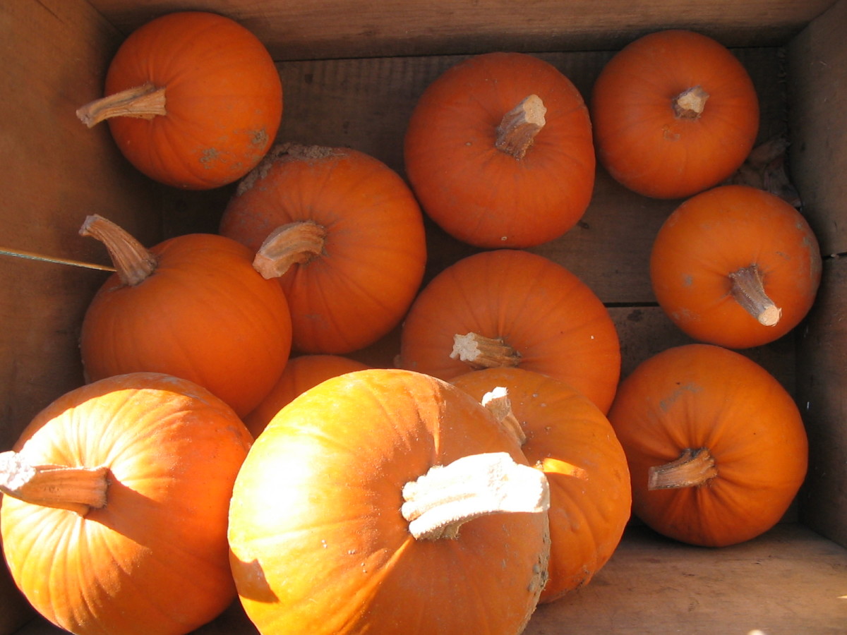 New England Pie Organic Culinary Pumpkin - Fedco Seeds