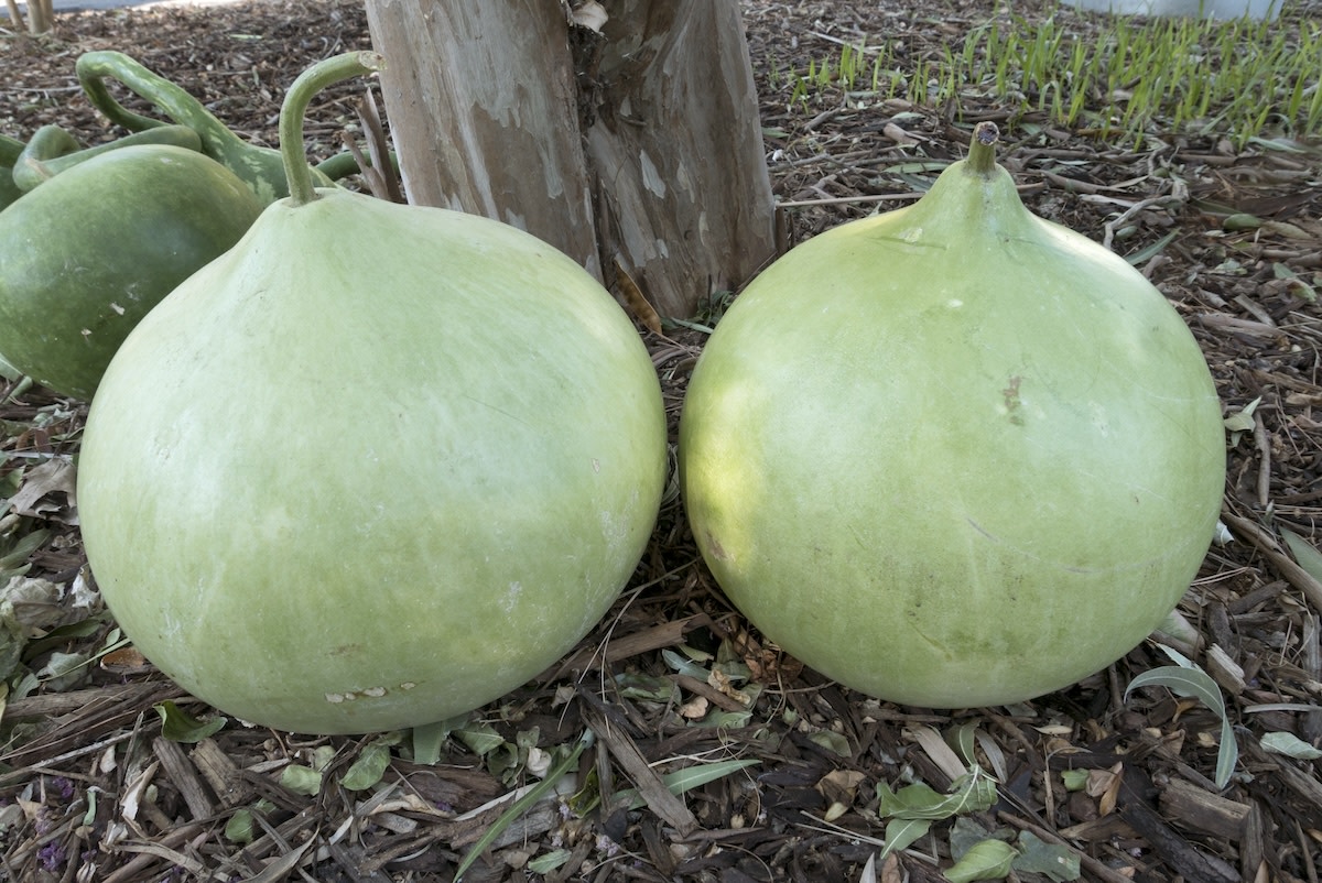 Bushel Large Gourd - Fedco Seeds