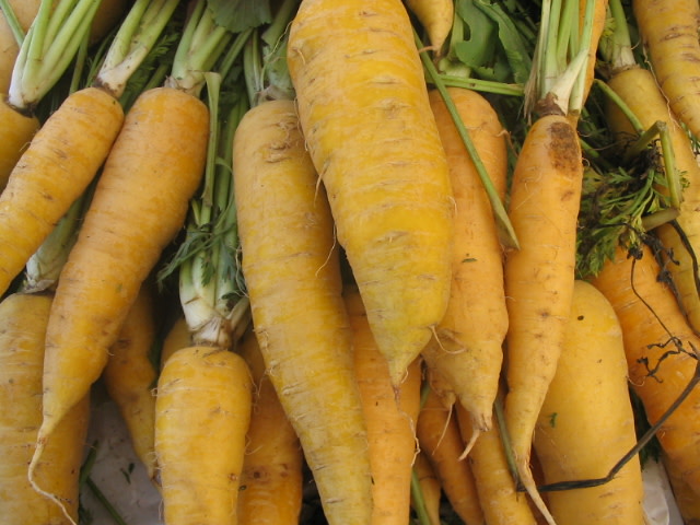Yellowstone Main Season Carrot - Fedco Seeds