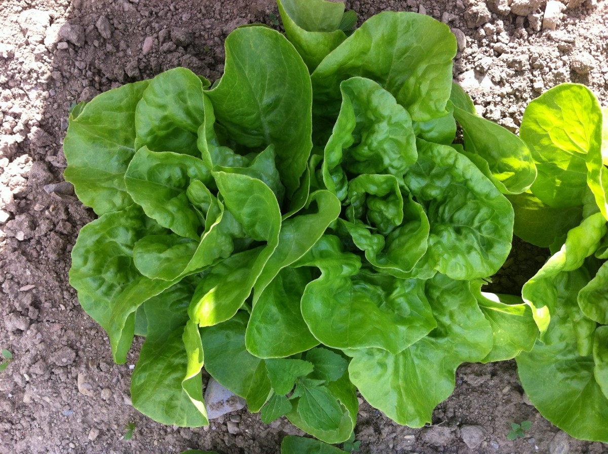 North Pole Organic Butterhead Lettuce - Fedco Seeds