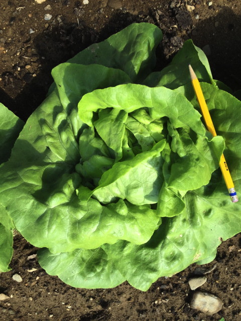 Optima Organic Butterhead Lettuce - Fedco Seeds