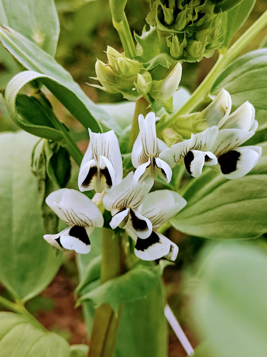 Windsor Fava Bean - Fedco Seeds
