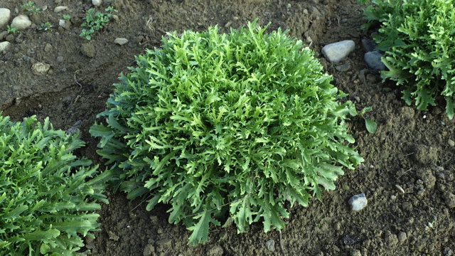 Très Fine Maraîchère Olesh Organic Endive - Fedco Seeds