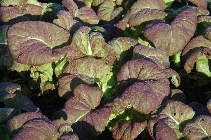 Osaka Purple Organic Mustard - Fedco Seeds