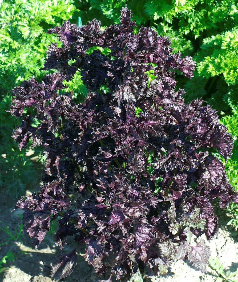 Red Shiso - Fedco Seeds