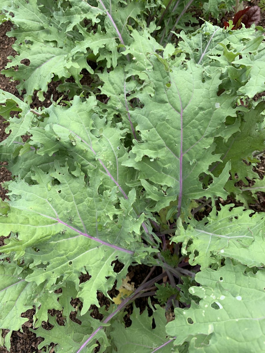 Red Russian Siberian Kale - Fedco Seeds