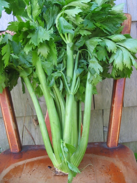 Tango Organic Celery - Fedco Seeds