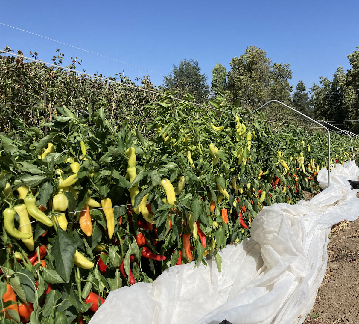 Banana Organic Elongated Sweet Pepper - Fedco Seeds